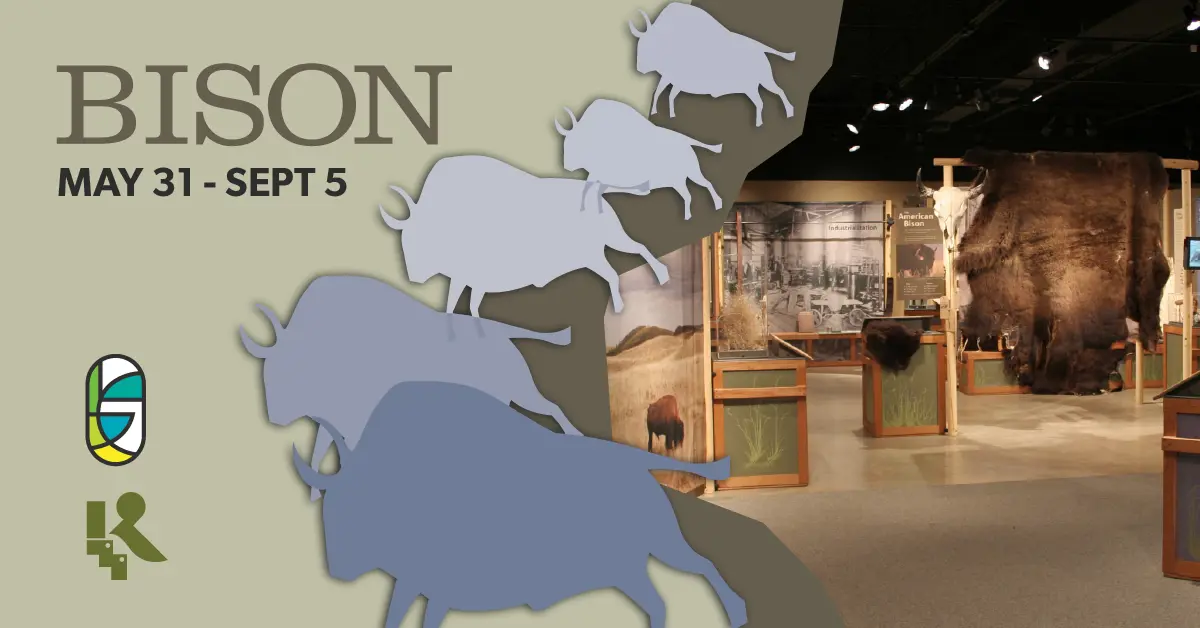 Bison: American Icon opens May 31 at Lloydminster Museum + Archives ...